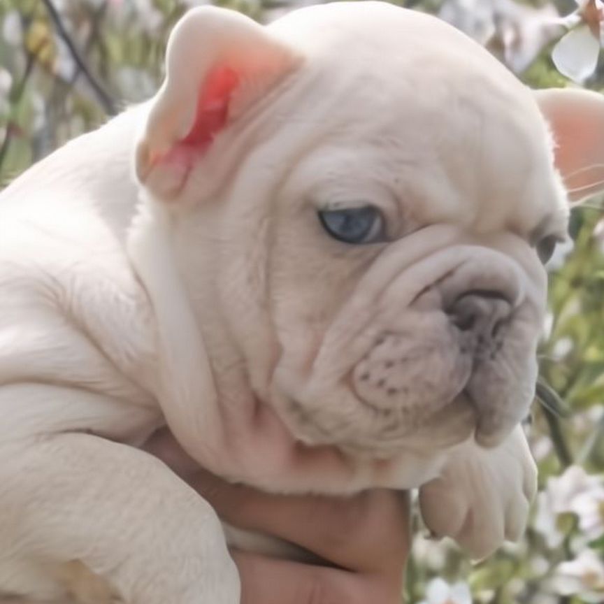 Французский бульдог, щенок