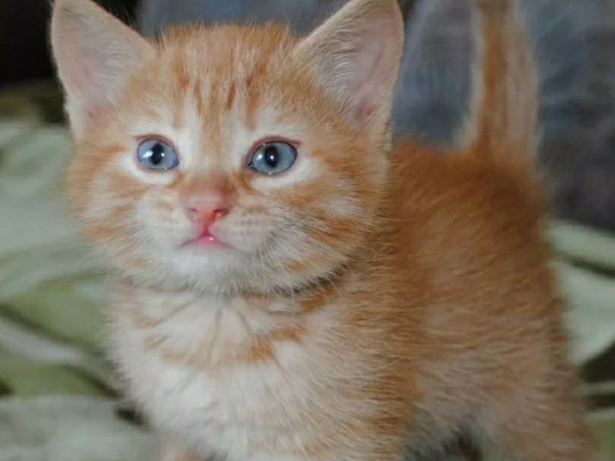 Котенок ищет дом