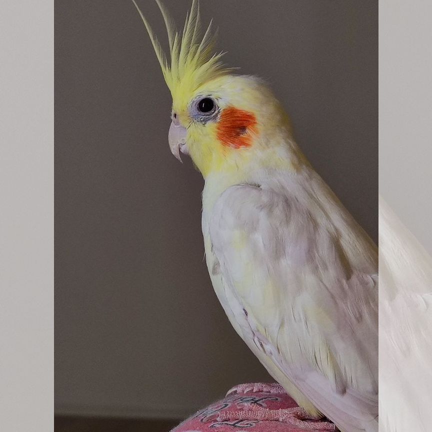 Попугай корелла