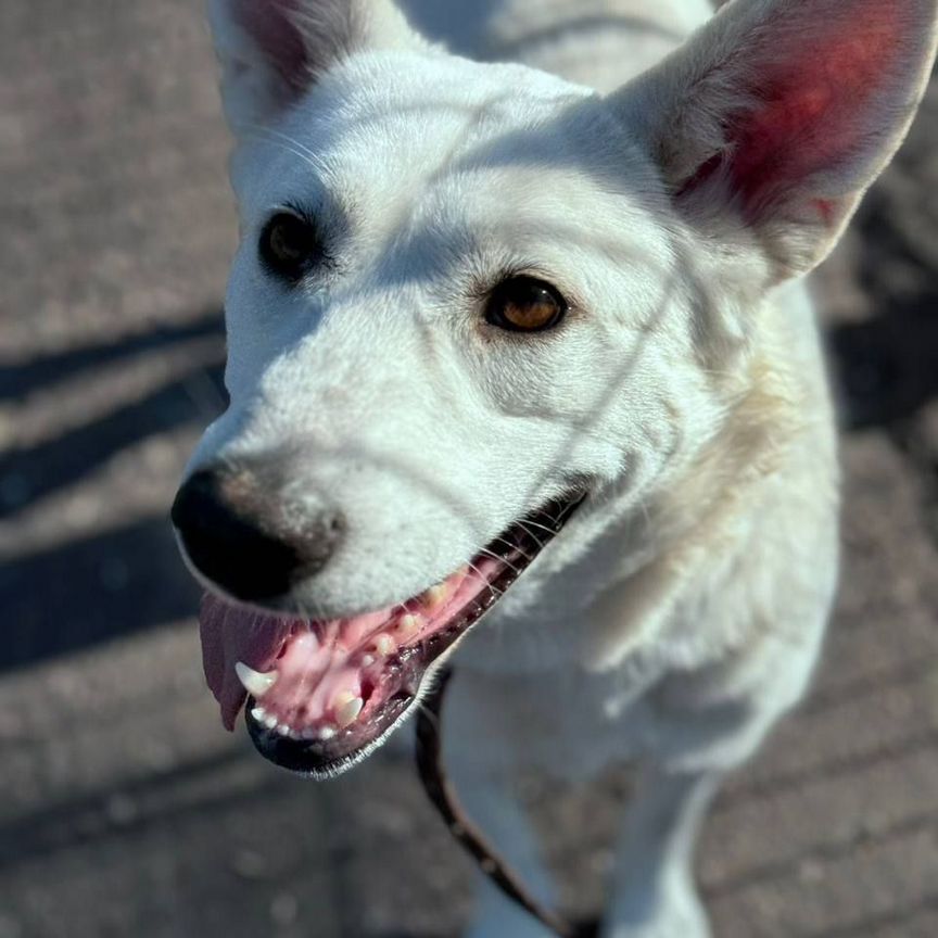 Супра, собака из приюта в добрые руки