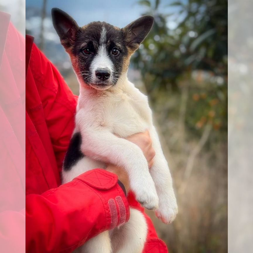 Немецкая овчарка, щенок