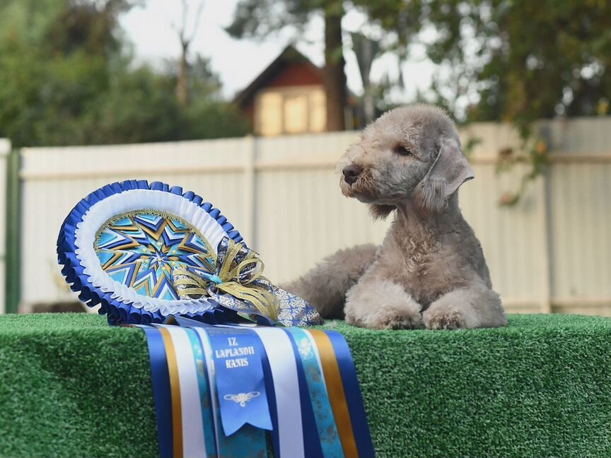 Бедлингтон терьер, кобель