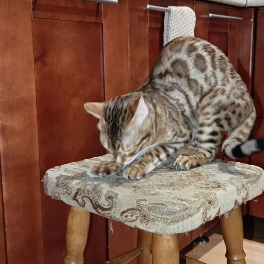 Бенгальская