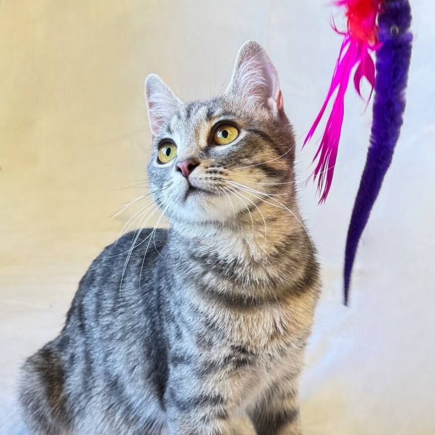 Котенок Оленёнок