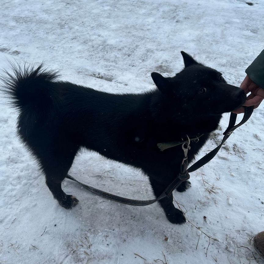 Найдена Лайка