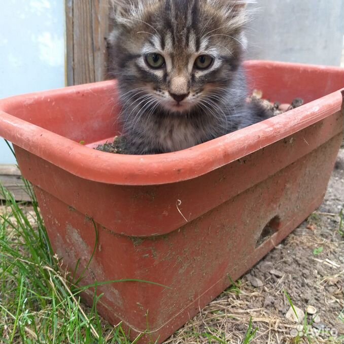 Отдам в добрые руки котят-медвежат