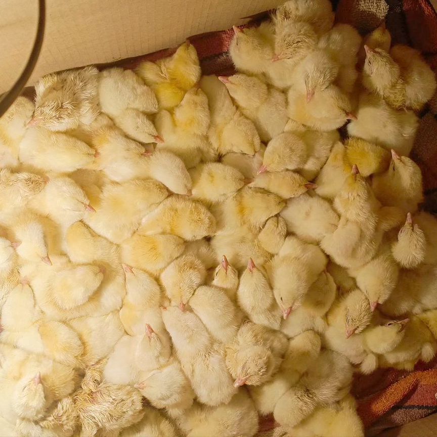 Цыплята бройлеры кобб 500