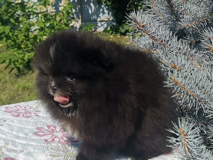 Померанский шпиц