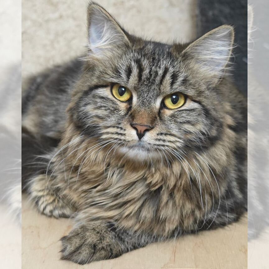 Сибирский котенок