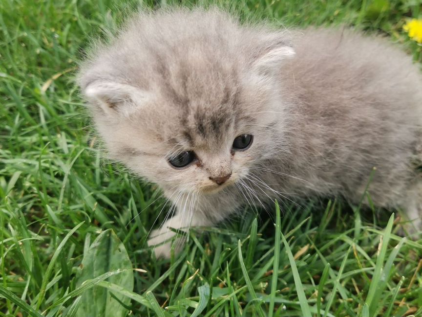 Котята в добрые руки бесплатно