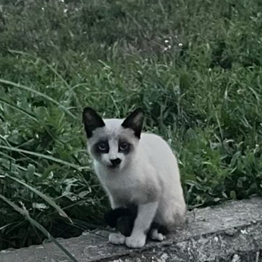 Оень необычный котенок в заброшке
