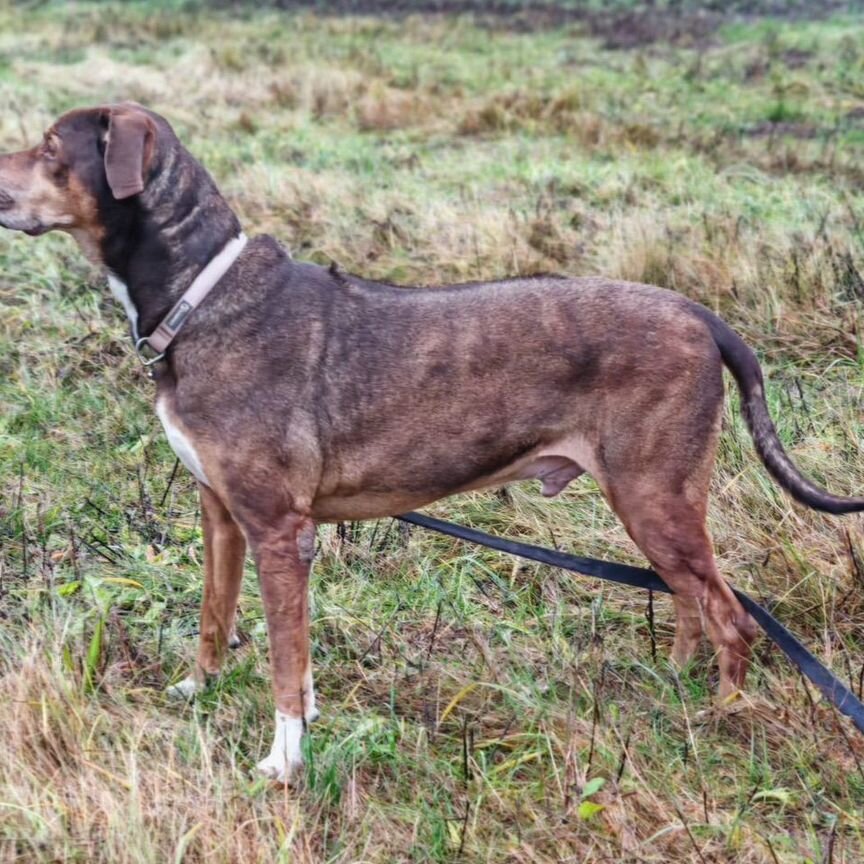 Родезийский риджбек, взрослый пёс
