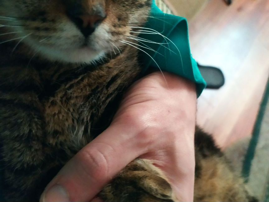 Кошка и кот ищут новый дом