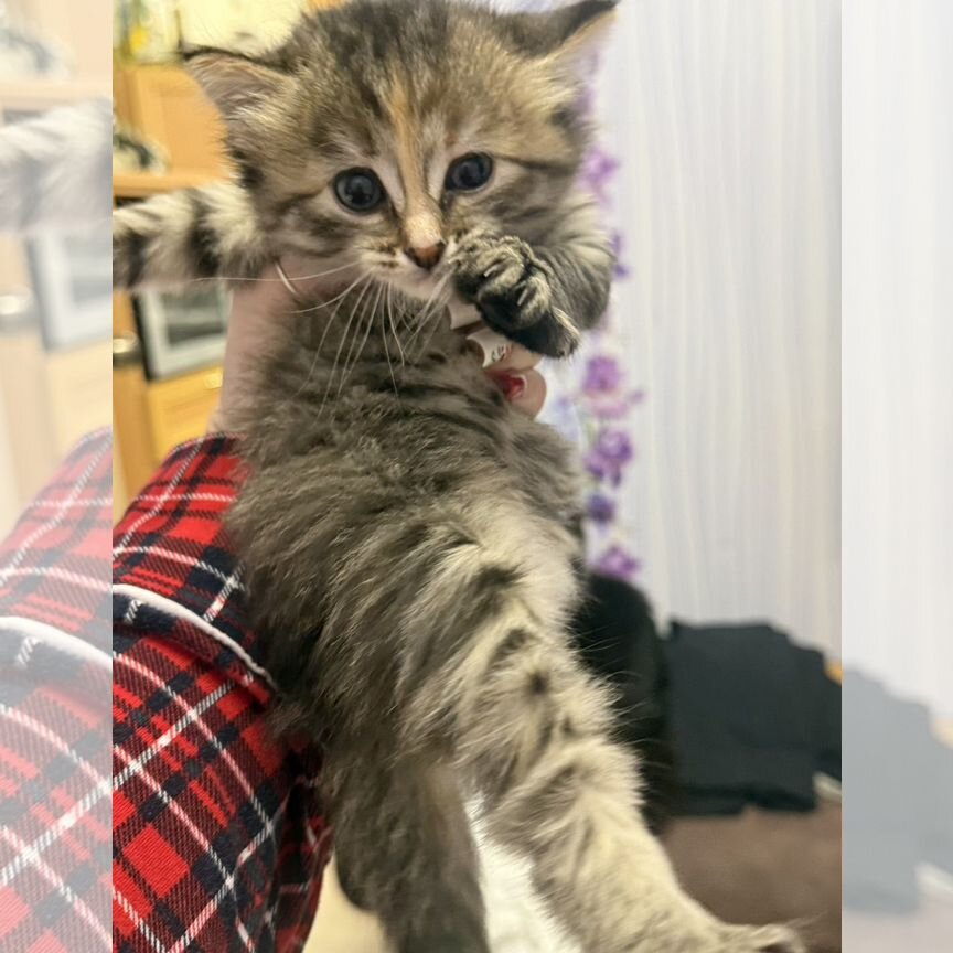 Котёнок в добрые руки