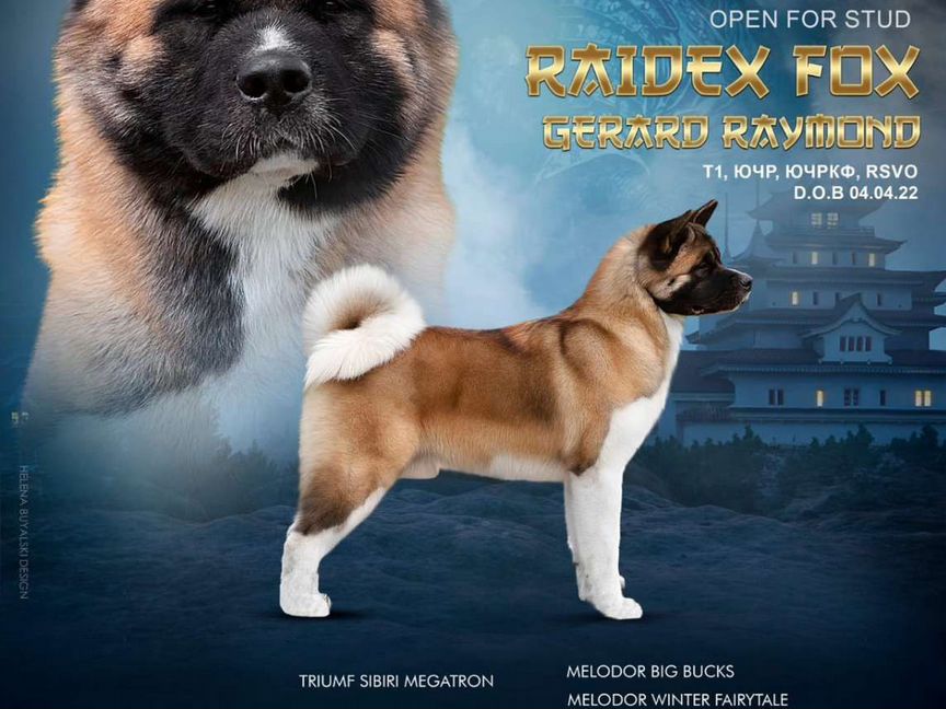 Кобель для вязок. Американская Акита