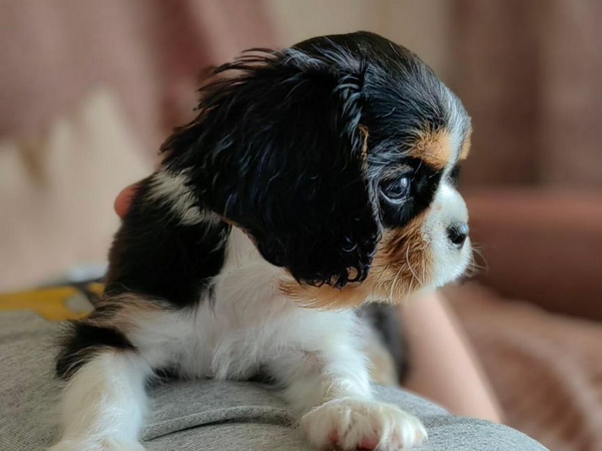 Кавалер кинг чарльз спаниель