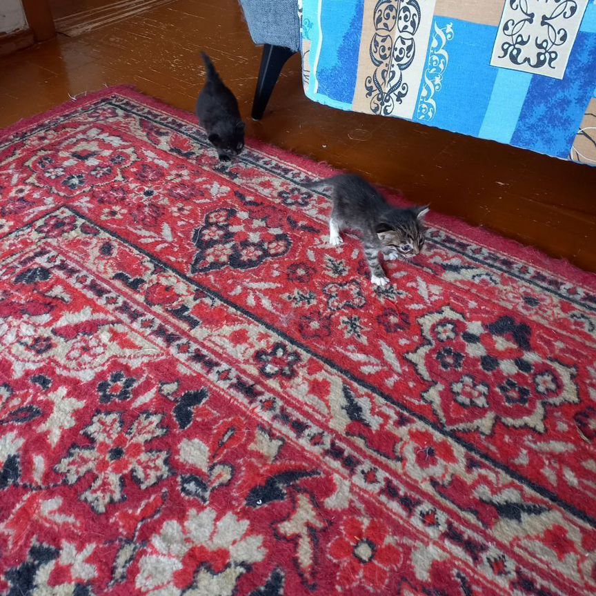 3 котёнка в добрые руки