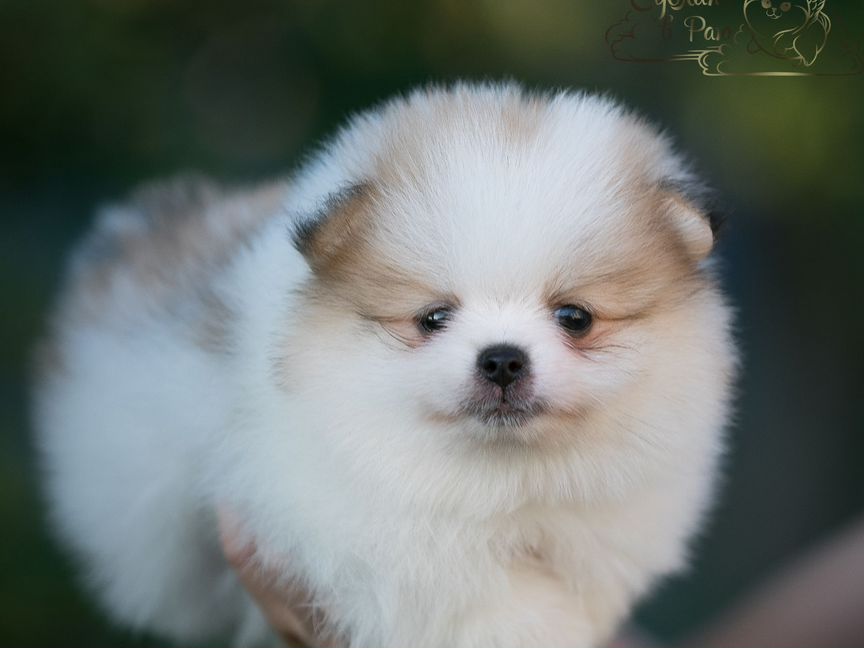 Померанский шпиц медвежьего типа