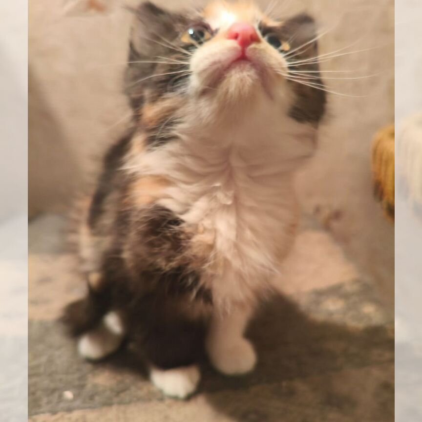 Котёнок в добрые руки