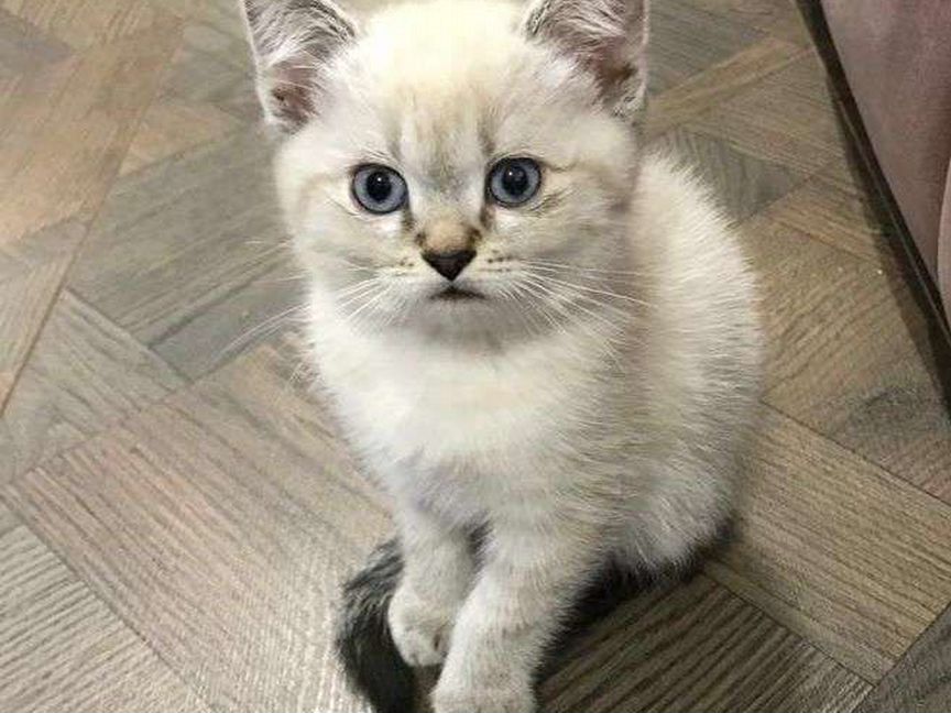 Антошка, 2 месяца, ищет добрую и заботливую семью