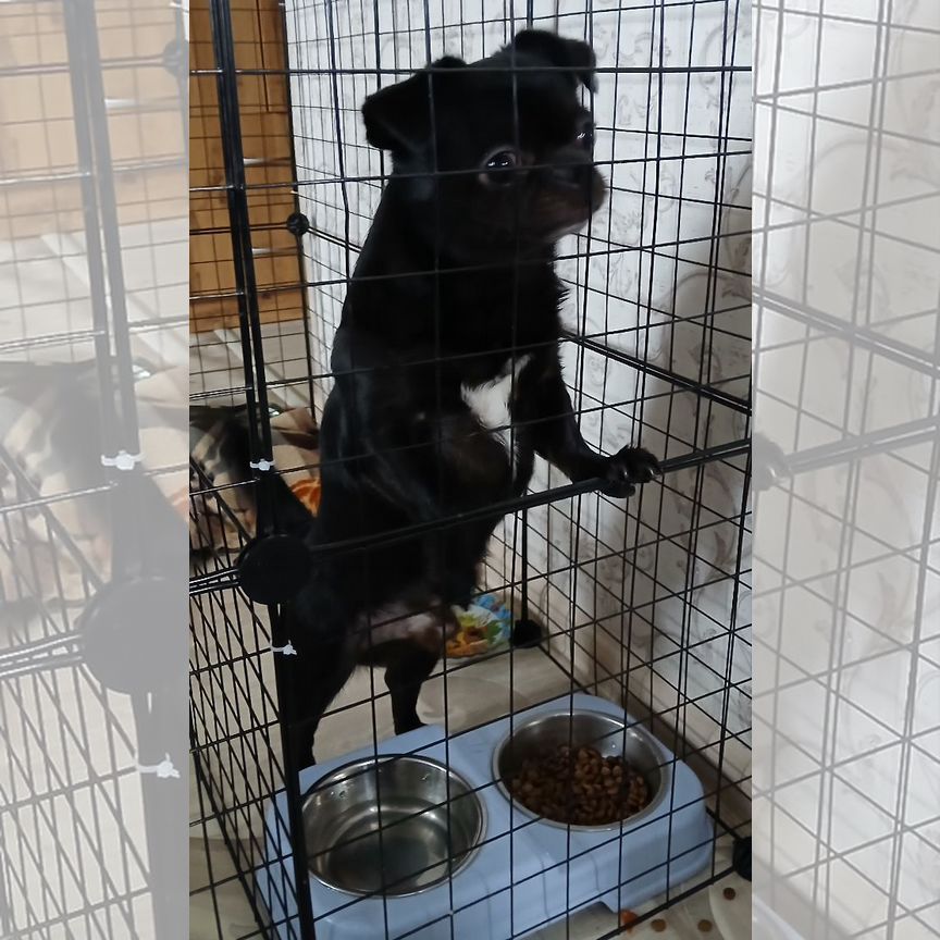 Чихуахуа, взрослый пёс