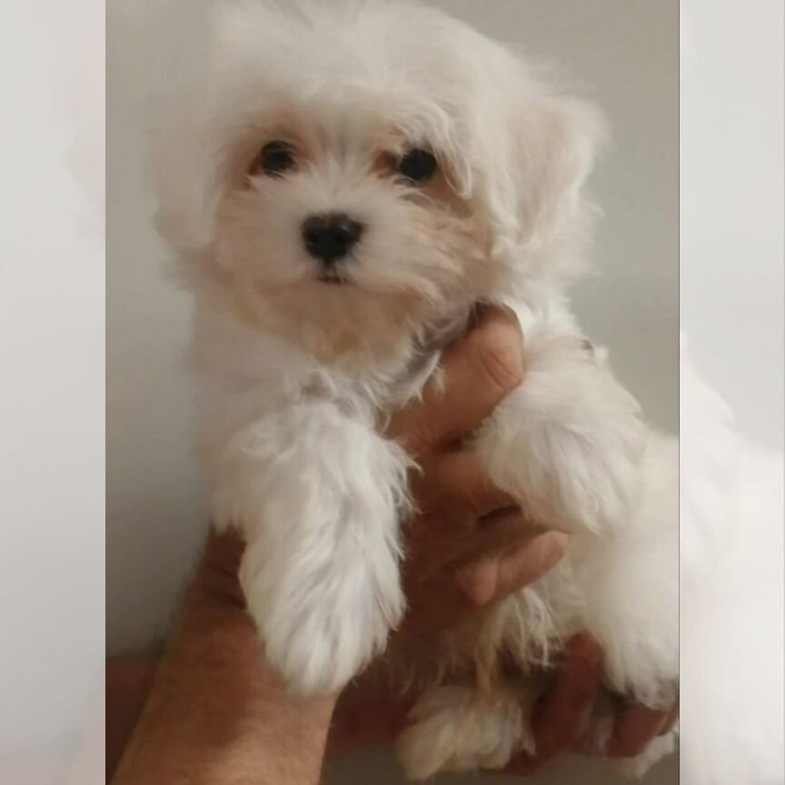 Мальтийская болонка, щенок