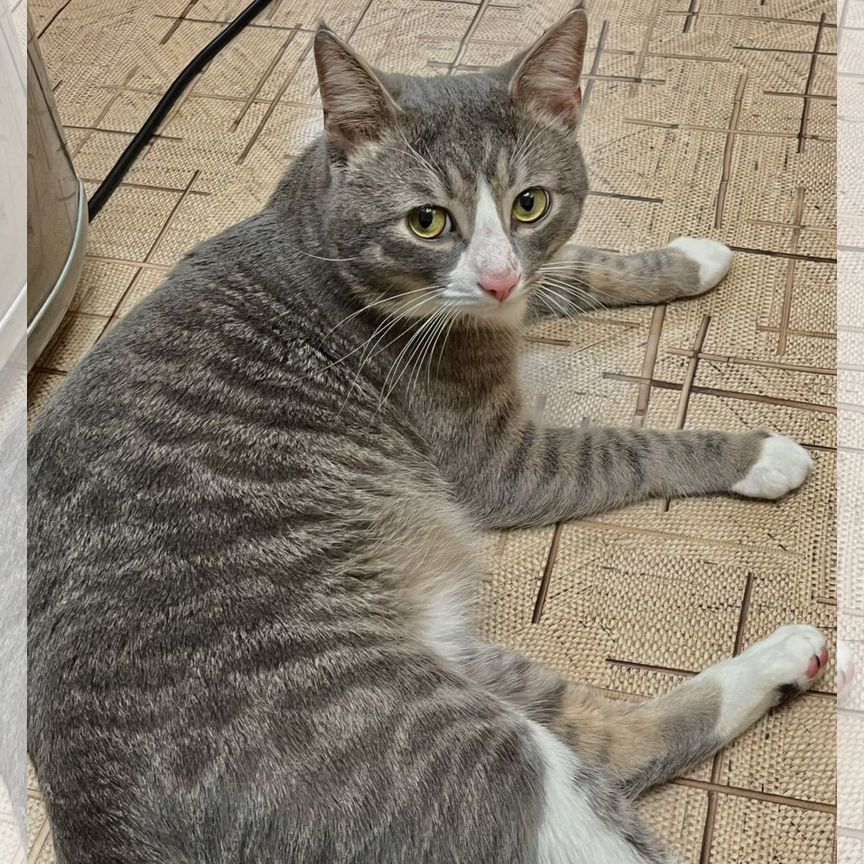 Взрослый кот в добрые руки