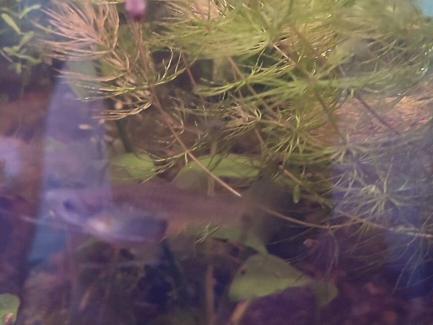 Роголистник