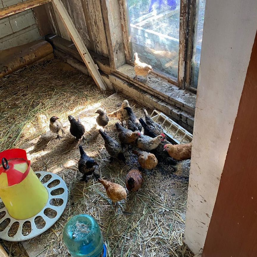 Цыплята двухмесячные, Сибрайты