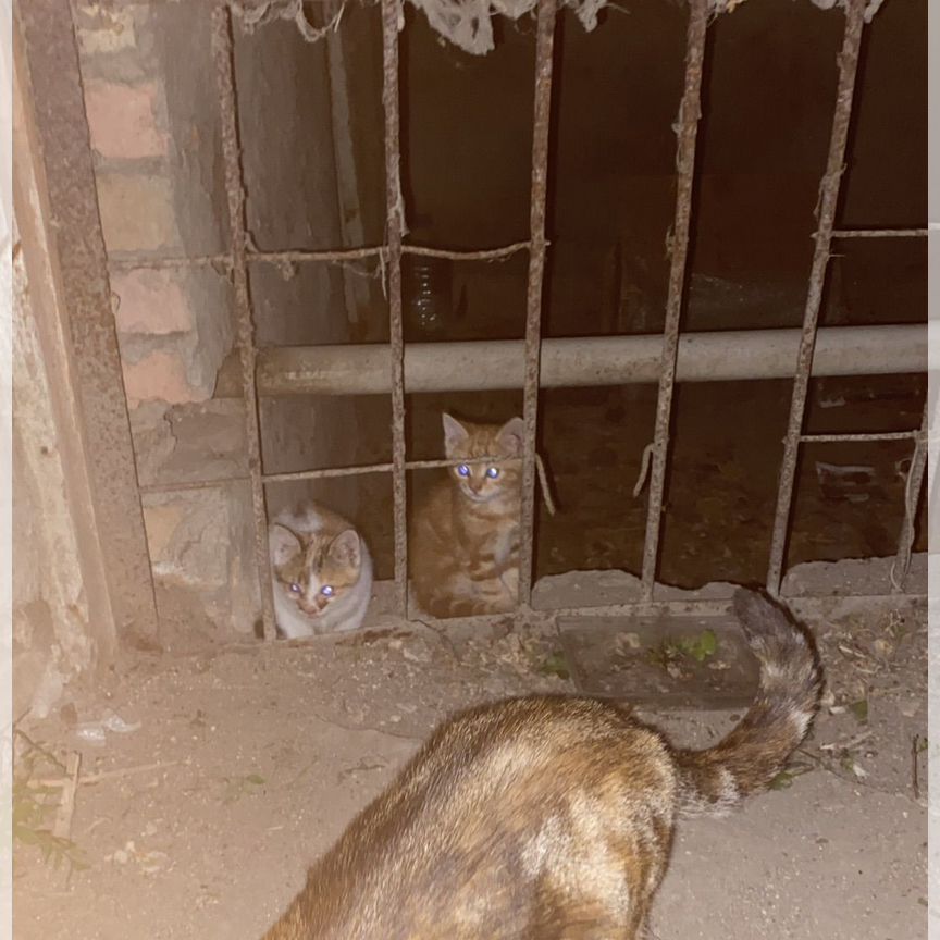 Котята в добрые руки бесплатно