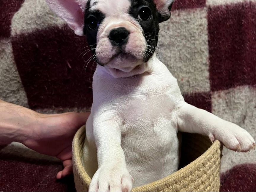 Французский бульдог щенки