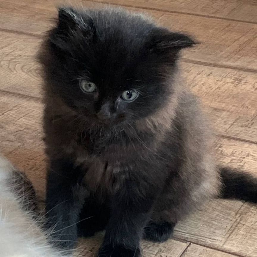 Маленький черный котенок