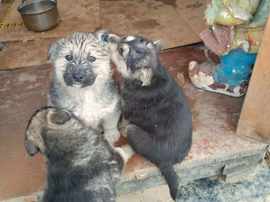 Отдам бесплатно щенки
