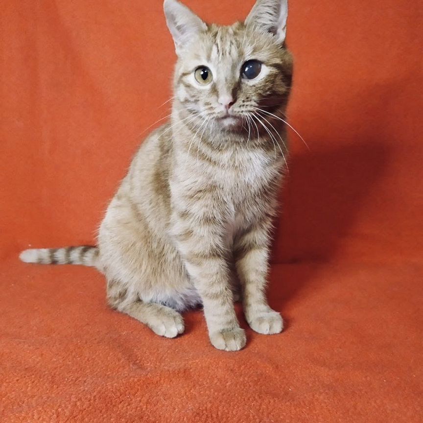 Кошечка Алисочка, нежная и ласковая