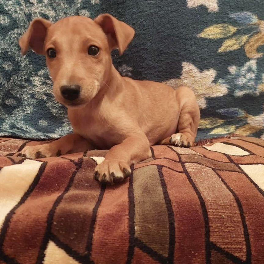 Щенок в добрые руки