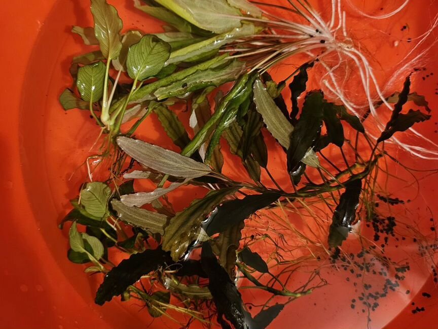 Аквариумные растения