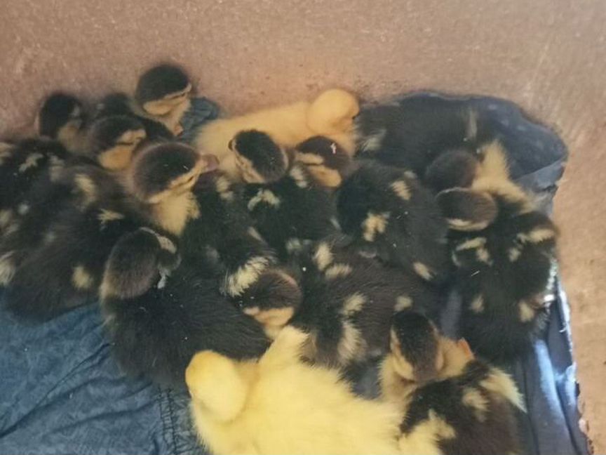 Мускусные утята