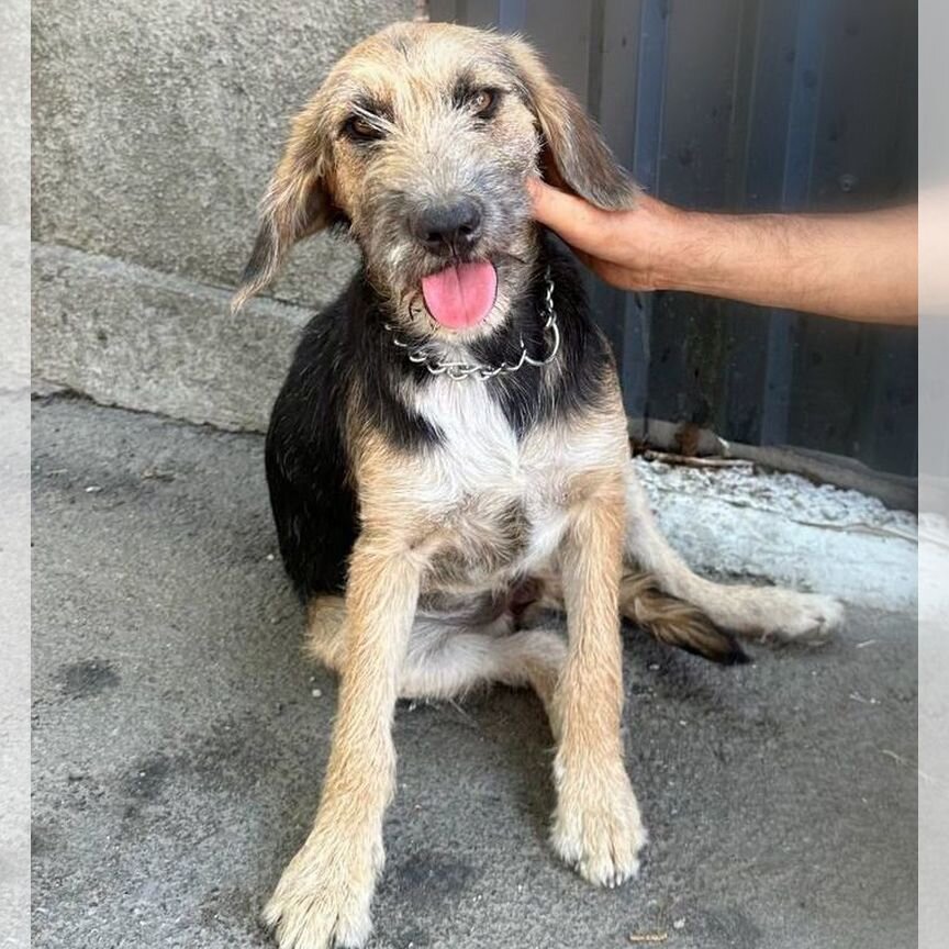 Собака в добрые руки