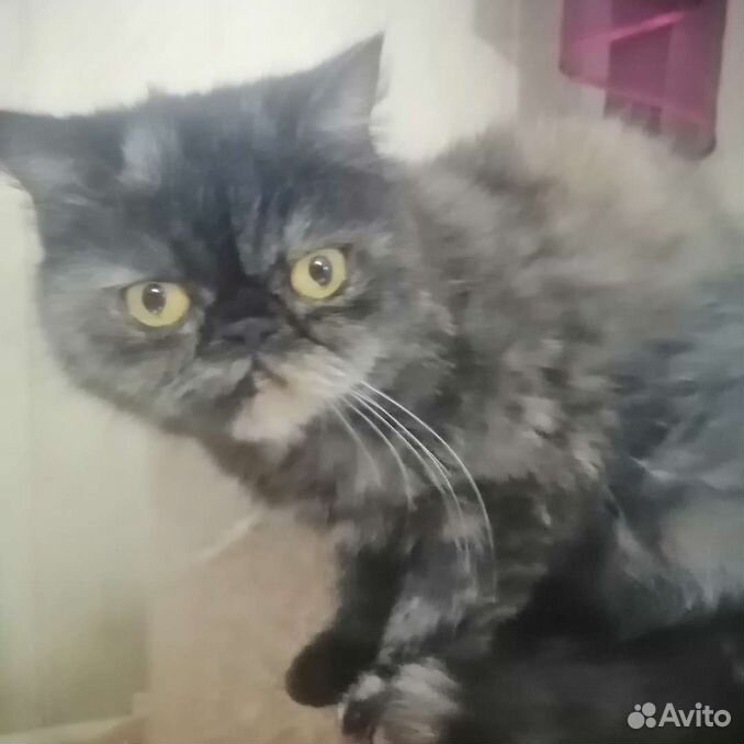 Кошки домашние чистокровные персы