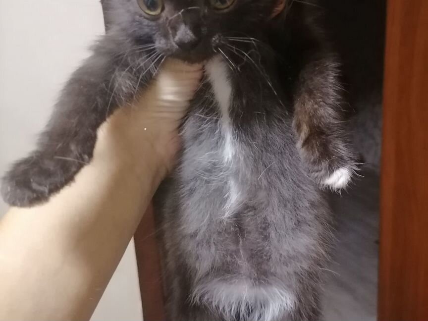 Котята отдам бесплатно