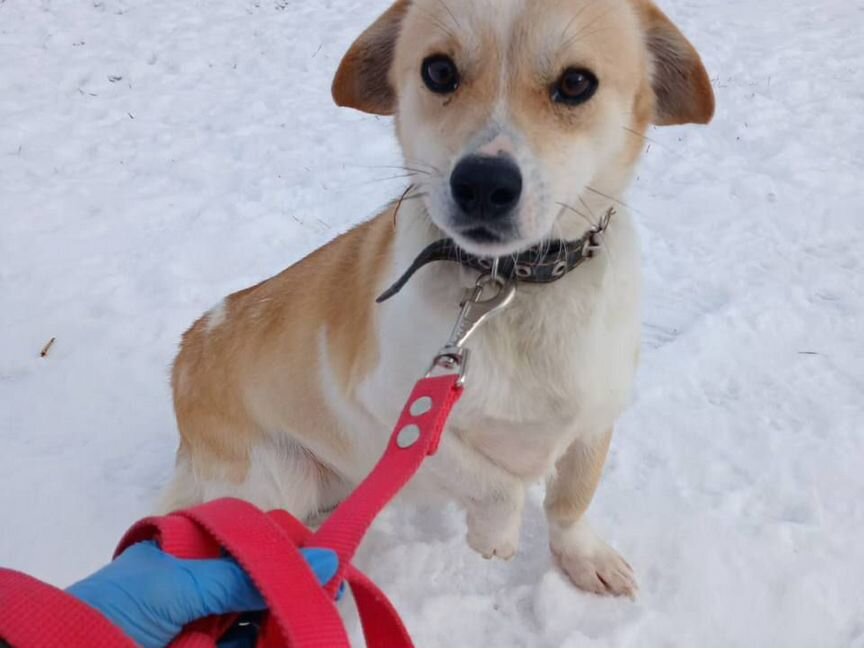Маленький пёс Патрон в добрые руки