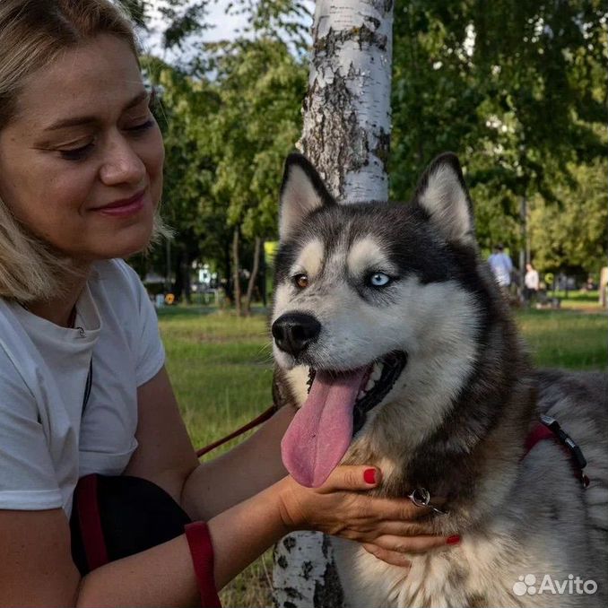 Эйва - молодая девочка сибирской хаски в дар