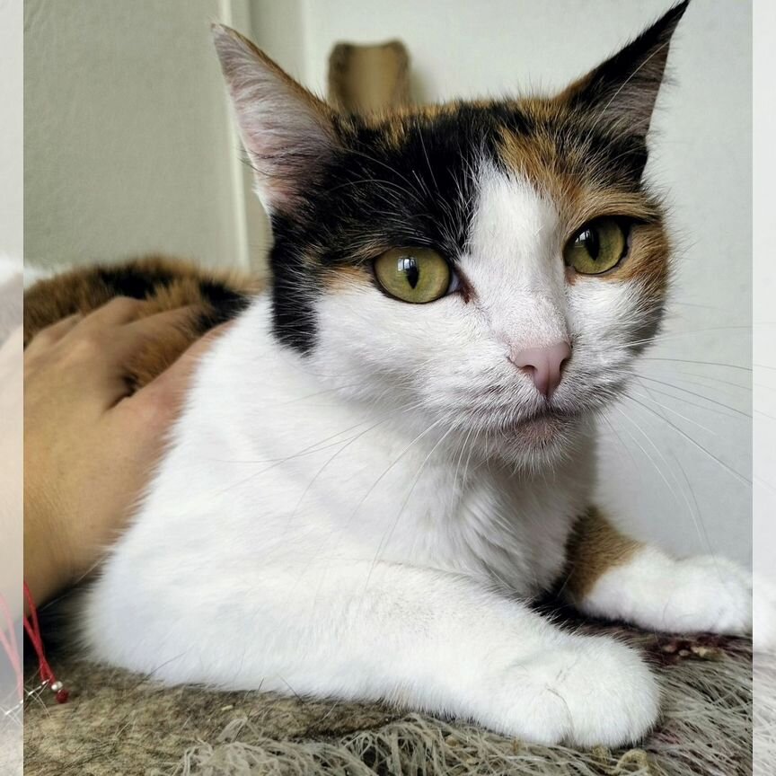 Кошка Алиса