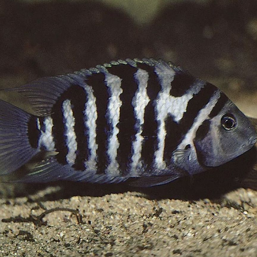 Цихлазома чернополосая