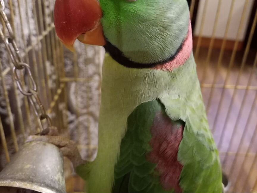 Александрийский попугай