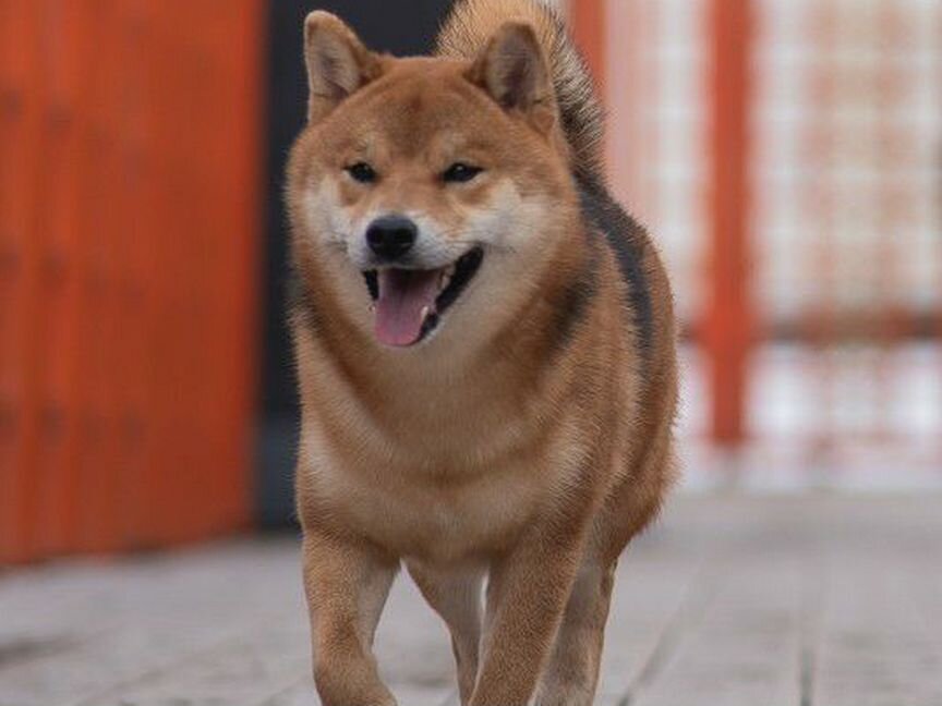 Сиба ину вязка кобель