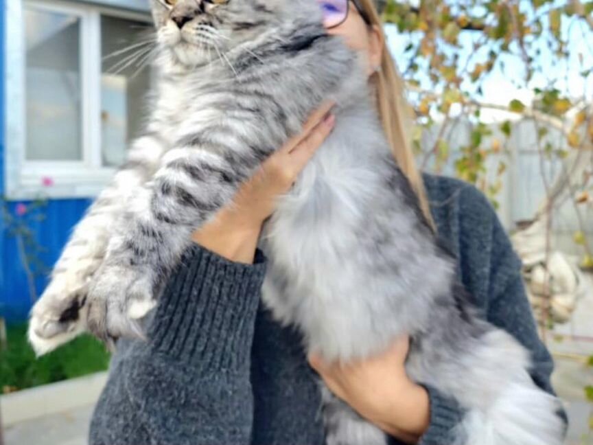 Серебряные девочки мейн-кун