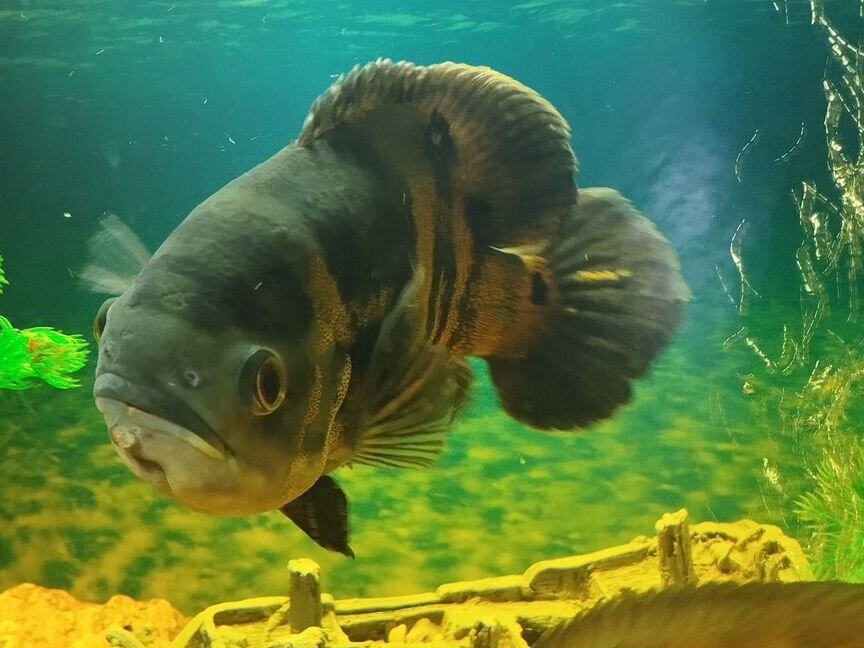 Астронотус