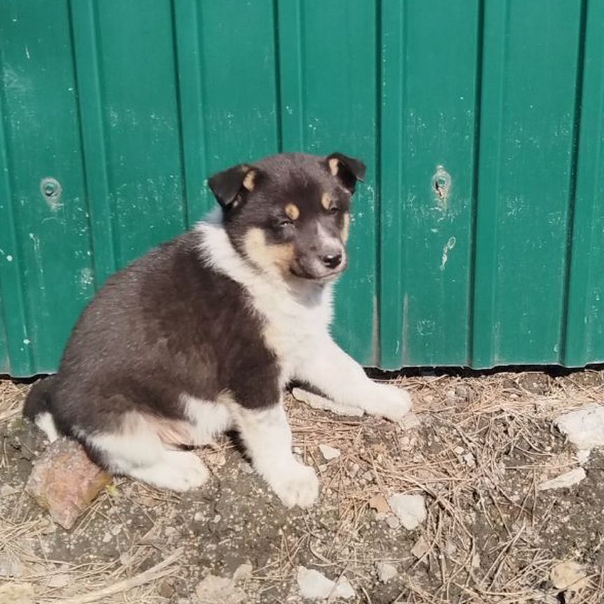 Щенок в добрые руки