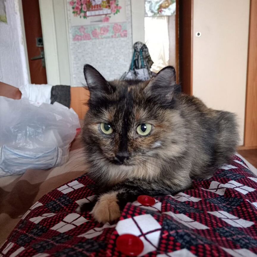 Кошка в добрые руки